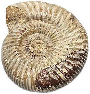 Amazon.com: 1pc Polished Raw Shell Specimen Madagascar Ammonite Rough ...