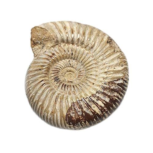 1pc Polished Raw Shell Specimen Madagascar Ammonite Rough Stones for ...