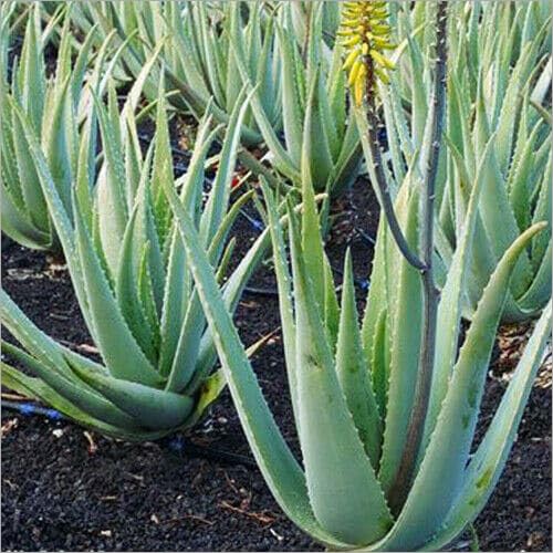 ARIYA Aloe Vera Medicinal Plant Ayurvedic Aloe barbadensis miller Plant ...