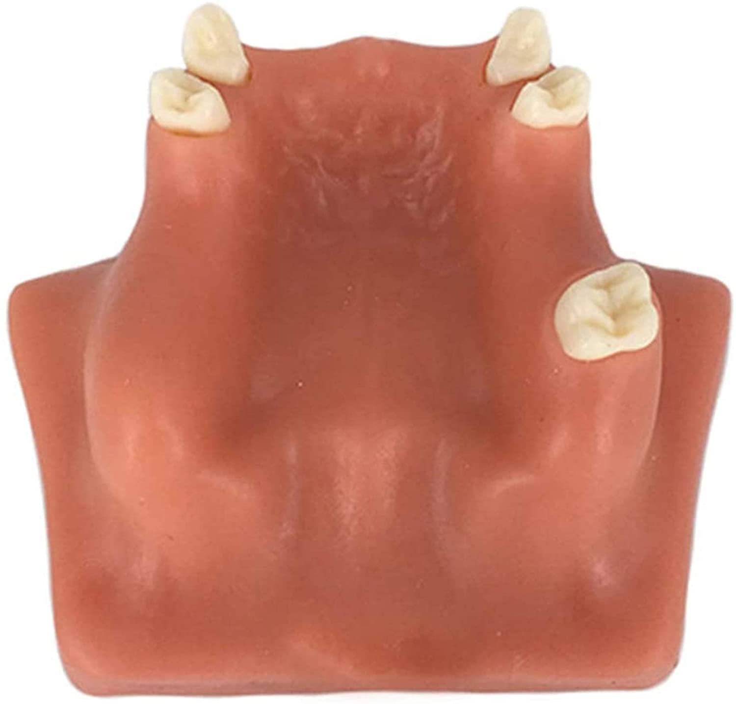 Buy Anatomy Model, Dental Im Training Model Dental Education Models ...