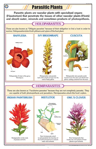 Parasitic Plants Parasitic Plants 'Sniff' Out Hosts 2 | EurekAlert!