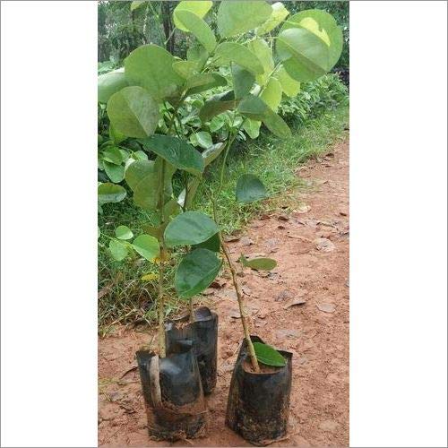 Rudraksha Red Sandalwood Sapling Plants, Red sanders/pterocarpus ...