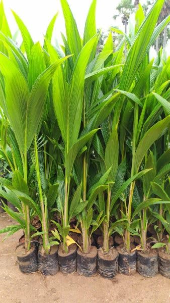 MITU Exotic Yield Dwarf Rare Ganga Bondam Coconut Tree Live Plant Fruit ...