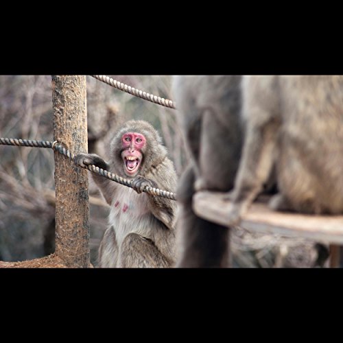 Écouter A Monkey Screams in the Jungle par Frankie Spellman sur Amazon ...