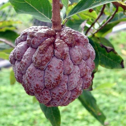 Red Custard Apple (Lal Aata) Red Sugar Apple, Red Sitafal Fruit Live ...