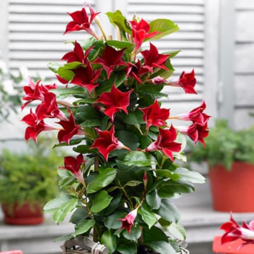 Growing Mandevilla Vine In Pots: 10 Easy Tips For Beginners