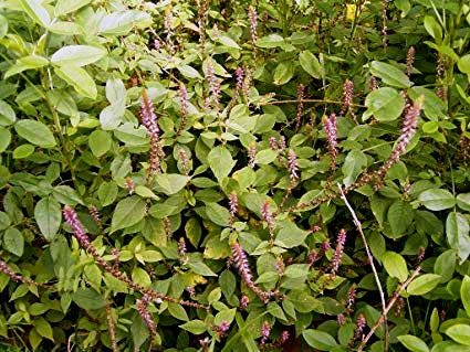 Modern Plants Live Apamarg/Prickly Chaff Flower/Latjeera/Chirchitta ...