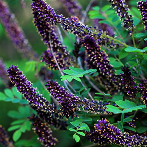 Buy Egrow 120 Pcs/Pack Amorpha Fruticosa False Indigo Bush Tree Amorpha ...