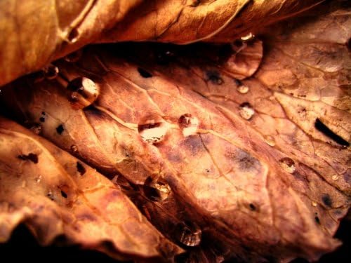 Amazon.com: Acrylic-Mounted Artwork by Anna McAlister: Weathered ...