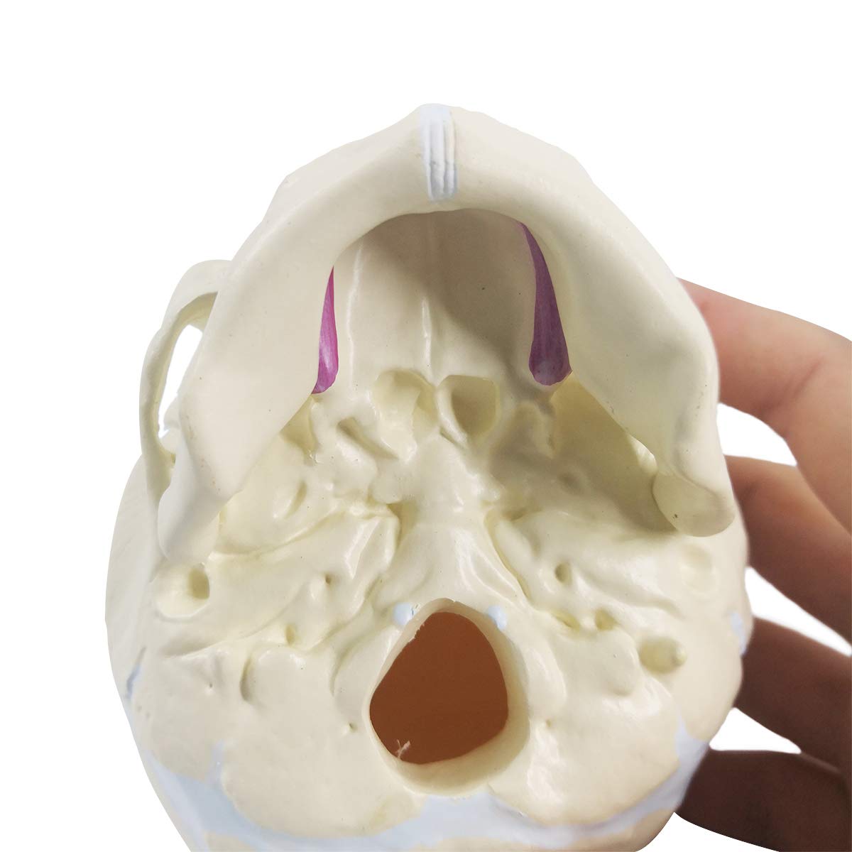 Snapklik.com : Human Infant Skull Model, Life Sized Fetus Skull ...