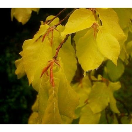 Amazon.com : DAWYCK Purple Beech - Fagus sylvatica 'Dawyck Purple ...