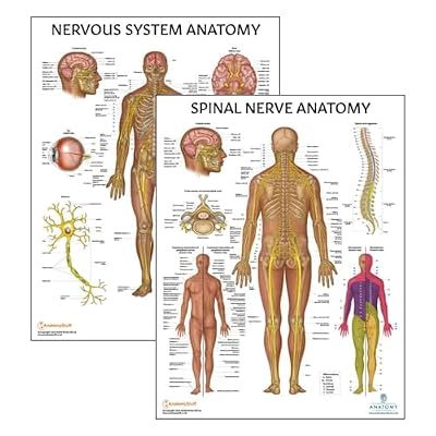 2 PACK Nervous and Spinal Nerves Anatomy Poster Set, Philippines | Ubuy