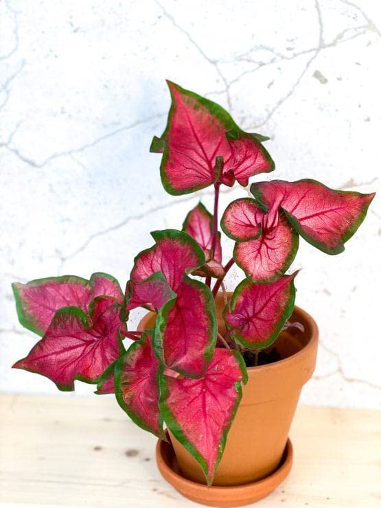 Radha Krishna Agriculture® Beautifull Caladium flower bulbs Pink with ...