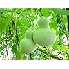 Amazon.com : “Calabash” Gourd Seeds – Large Basket and Large Bottle ...