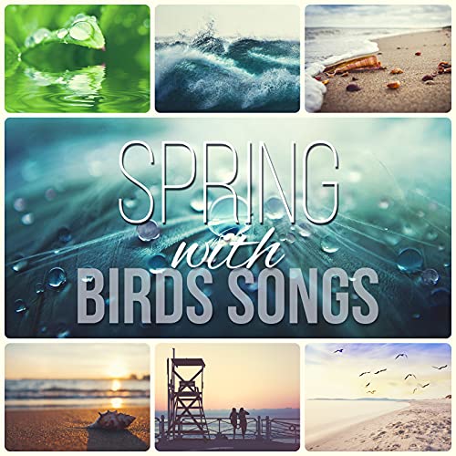 Play Spring with Birds Songs – Amazing Sound Effects of Birds, Forest ...