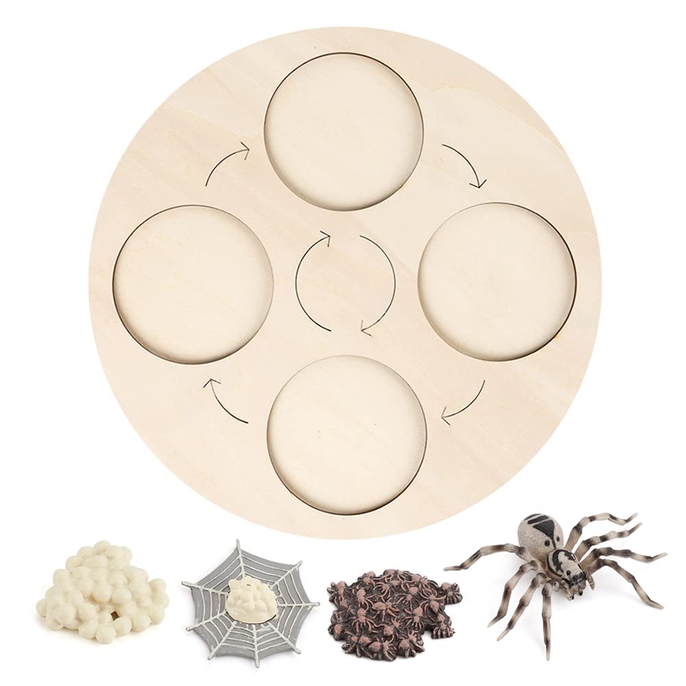 Buy ikasus Lycosa Growth Cycle,Lycosa Life Cycle Figurines Kit with ...