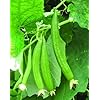 Desi Sarputiya Seeds, Satputiya Seed, Sarputita beej, Satputia Gourd ...