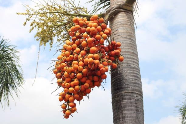 Betel Nut Palm Tree/Supari Plant, Live Plant with Grow Bag, Large ...