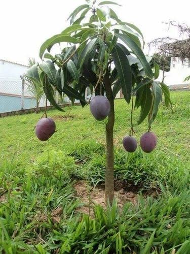 Japanese Miyazaki mango fruit plant (Egg of sun mango fruit plant) live ...