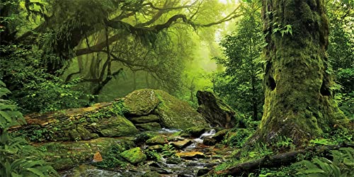Renaiss 10x5ft Jungle Nature Landscape Background Tropical Rainforest ...
