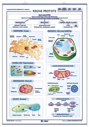 Regne Monera / Regne Protista: Láminas de los Seres Vivos: Edigol ...