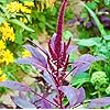 Amazon.com : CHUXAY GARDEN Purple Grain Amaranth,Amaranthus Cruentus ...