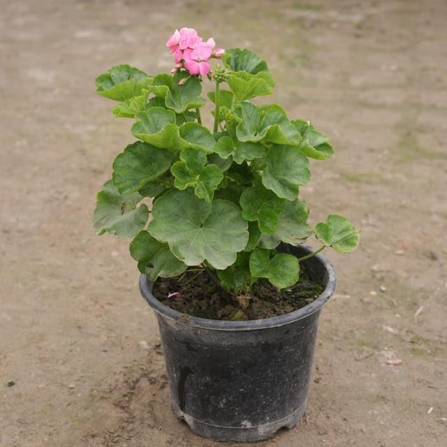 Mphmi Live Plants Geranium (colour) in 10 Inch Nursery Plant : Amazon ...