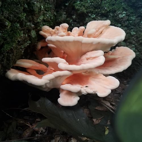 Play Sunshine Milkshake (Silk Demos) by Matt Carlos on Amazon Music