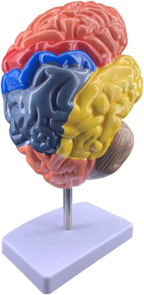 Amazon.com: ASTRIM Mark Teaching Model 4D Human Brain Model & Display ...