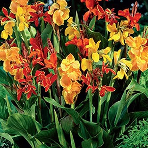 Amazon.com : Canna Lily Mix - 4 Bulbs : Patio, Lawn & Garden