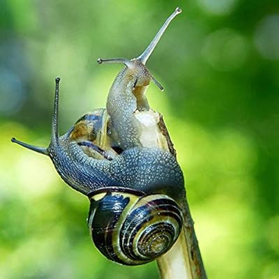 Amazon.com: live snails
