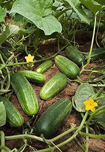 Creative Farmer Vegetable Seeds Vellarikka Cucumber Mia Seeds ...