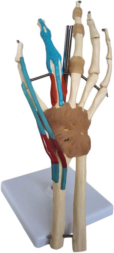 Amazon.com: LEMITA Anatomical Hand & Wrist Joint Model - Human Joint ...