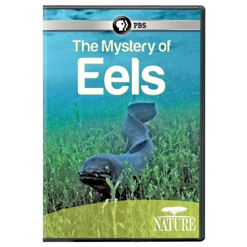 Amazon.com: Nature: Mystery of Eels by Pbs (Direct) : Movies & TV
