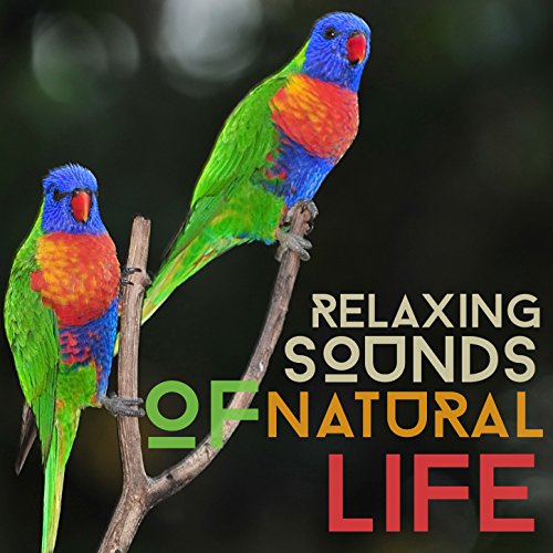 Play Relaxing Sounds of Natural Life by Bird Sounds, Bruits naturels ...