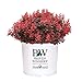 Amazon.com : Proven Winner Sunjoy Mini Maroon Barberry, 2 Gal : Patio ...