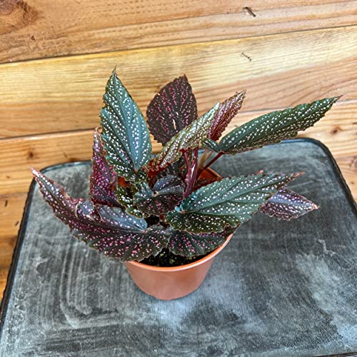Angel wings plant care