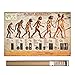 Amazon.com: EuroGraphics Human Evolution Poster, 36 x 24 inch: Posters ...