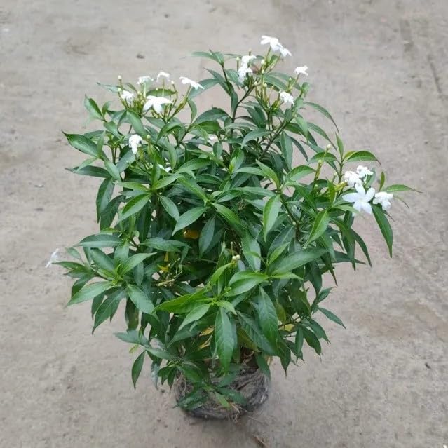 Cloud Farm Live Chinese Tagar Mini Chandni Crape Jasmine Flower Live ...