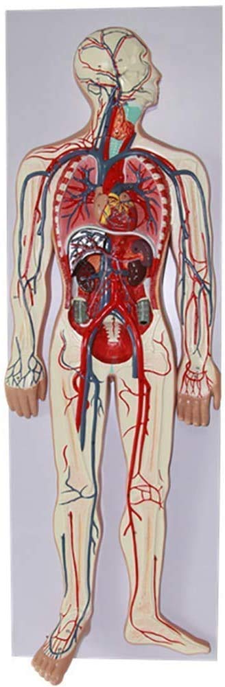 Buy Human Anatomy - Human Blood Circulatory System Model Arterial And ...