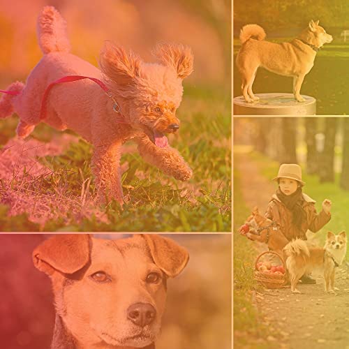Chill Out Sax (Music for Caring for Dogs) by Dog Music Library on ...