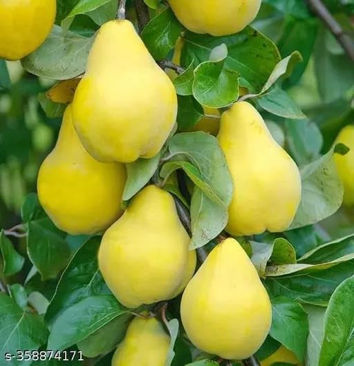 Bhumi Enterprise European Variety Yellow Long Pear Fruit Live Plant ...