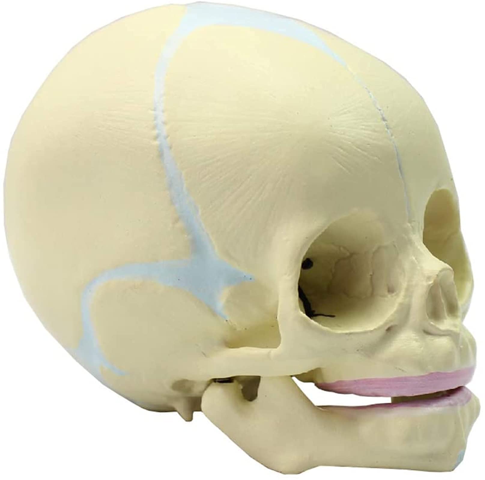 Buy Study Model Anatomical Human Fetus Skull Model Life Sized 30 Weeks ...