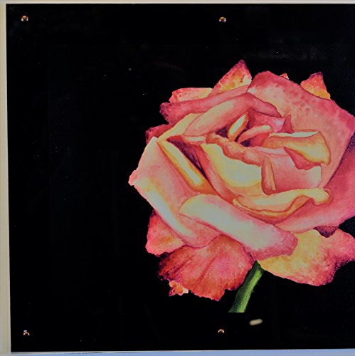 Amazon.com: Crystal Eclipse : Everything Else