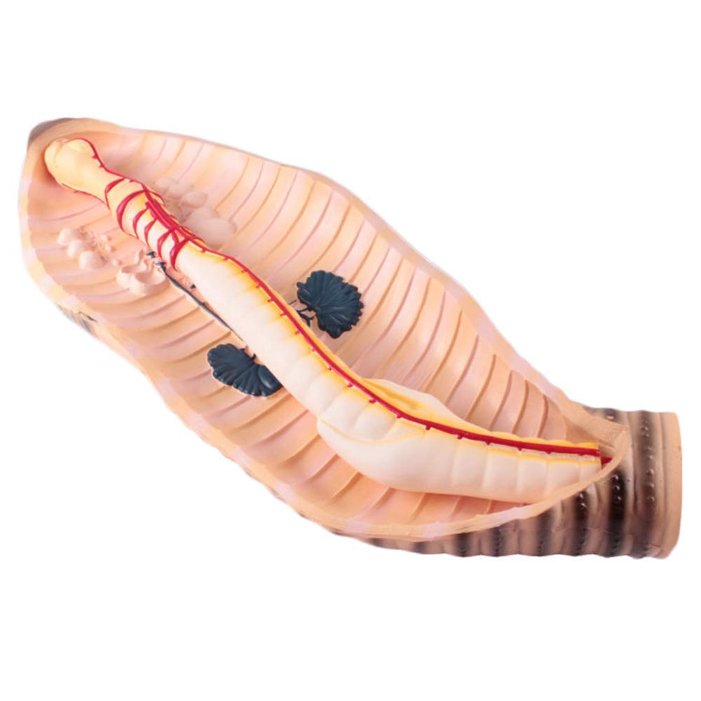 Earthworm Model Animal Biological Earthworm Dissection Model Earthworm ...