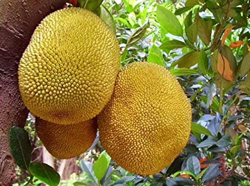 Nectar Garden Singapuri Wada Jackfruit Plant-Grafted Variant Plant ...
