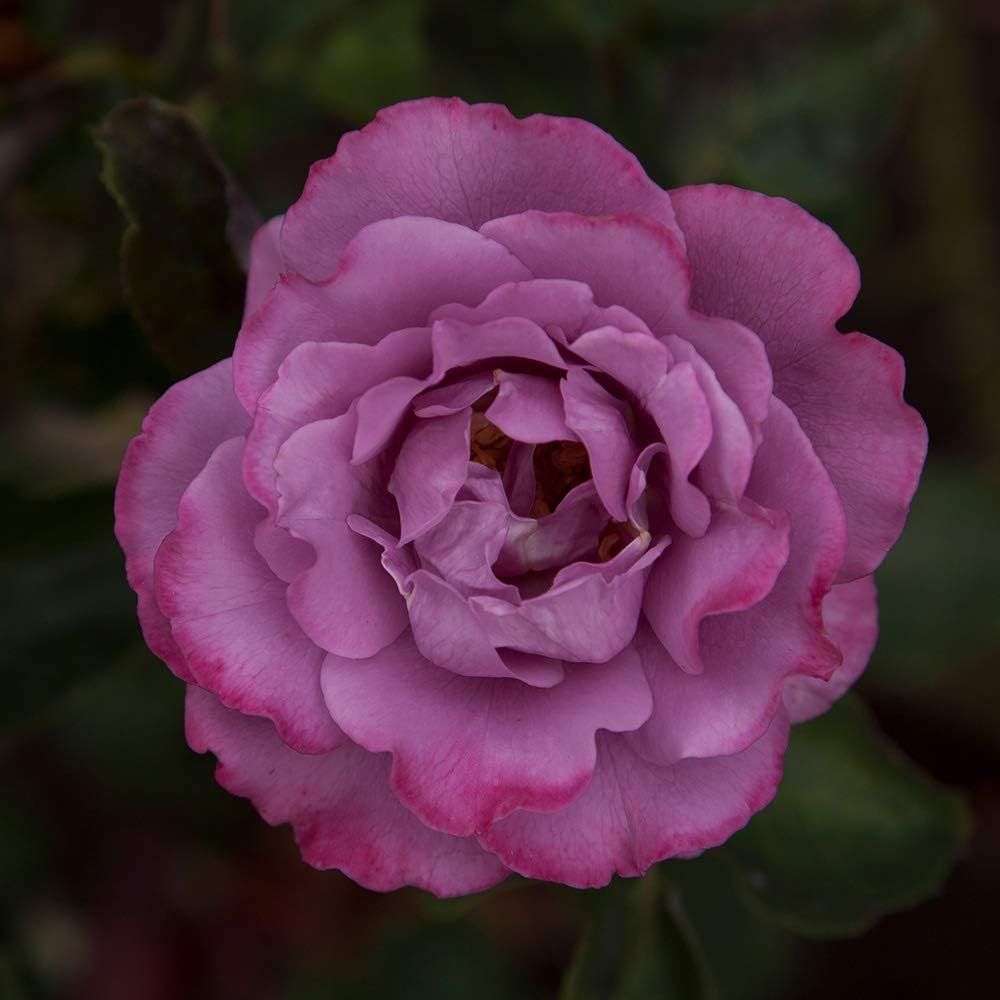 Amazon.com : Heirloom Roses Rose Plant - Arctic Blue™ Purple Rose Bush ...