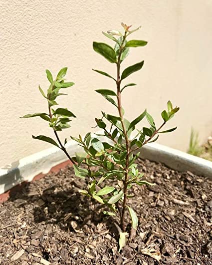 SelfLine | Mehndi Plants Live Henna Plant [Free 10 Dragon Seeds ...