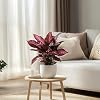 Plant in a Box - Iresine Herbstii - Blutblatt Rot- Zimmerpflanze - Topf ...