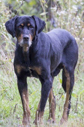 What Breed Of Dog Is The Transylvanian Hound
